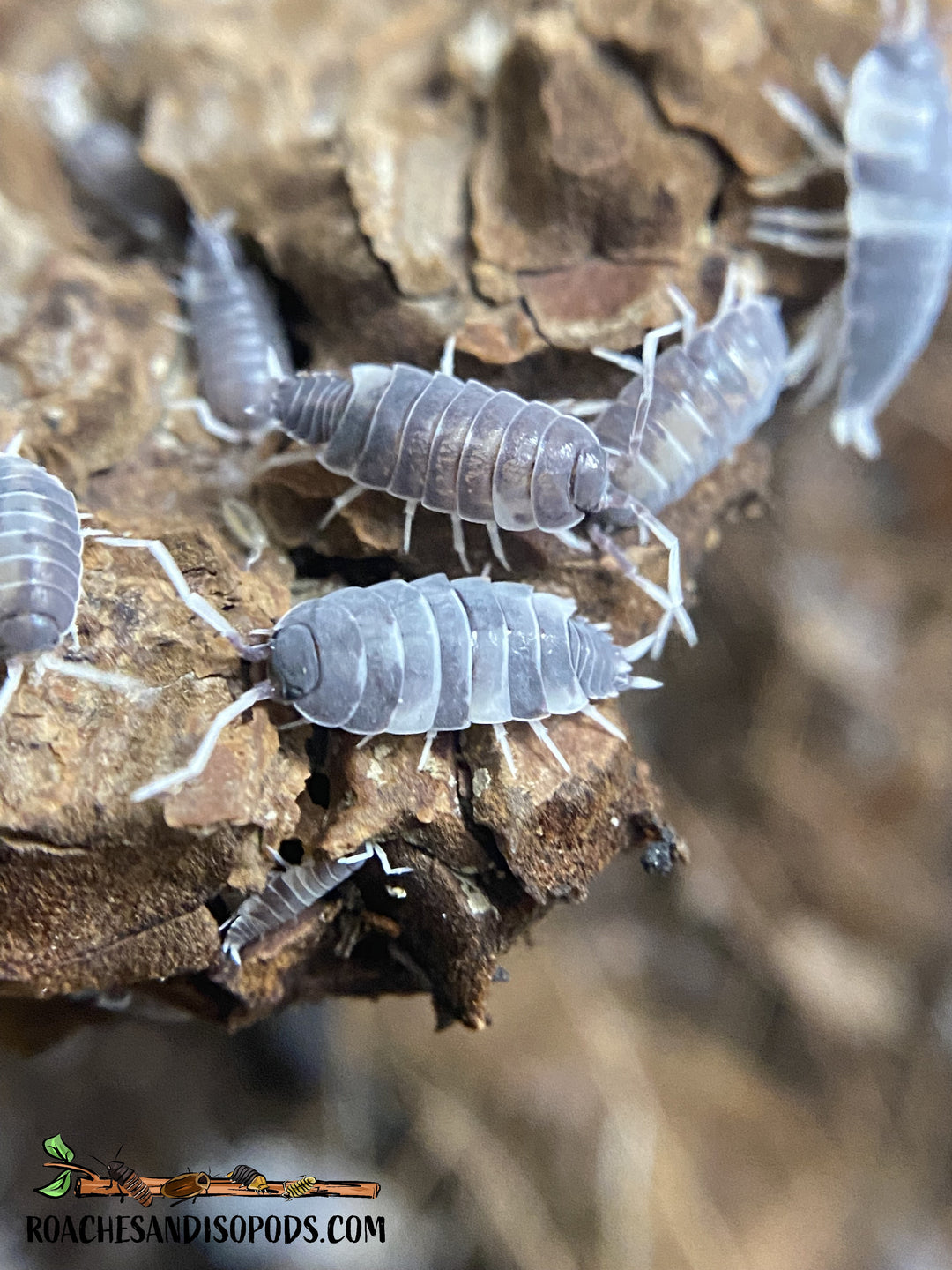 Porcellionides pruinosus 'Oreo Crumble' – ROACHESANDISOPODS.COM