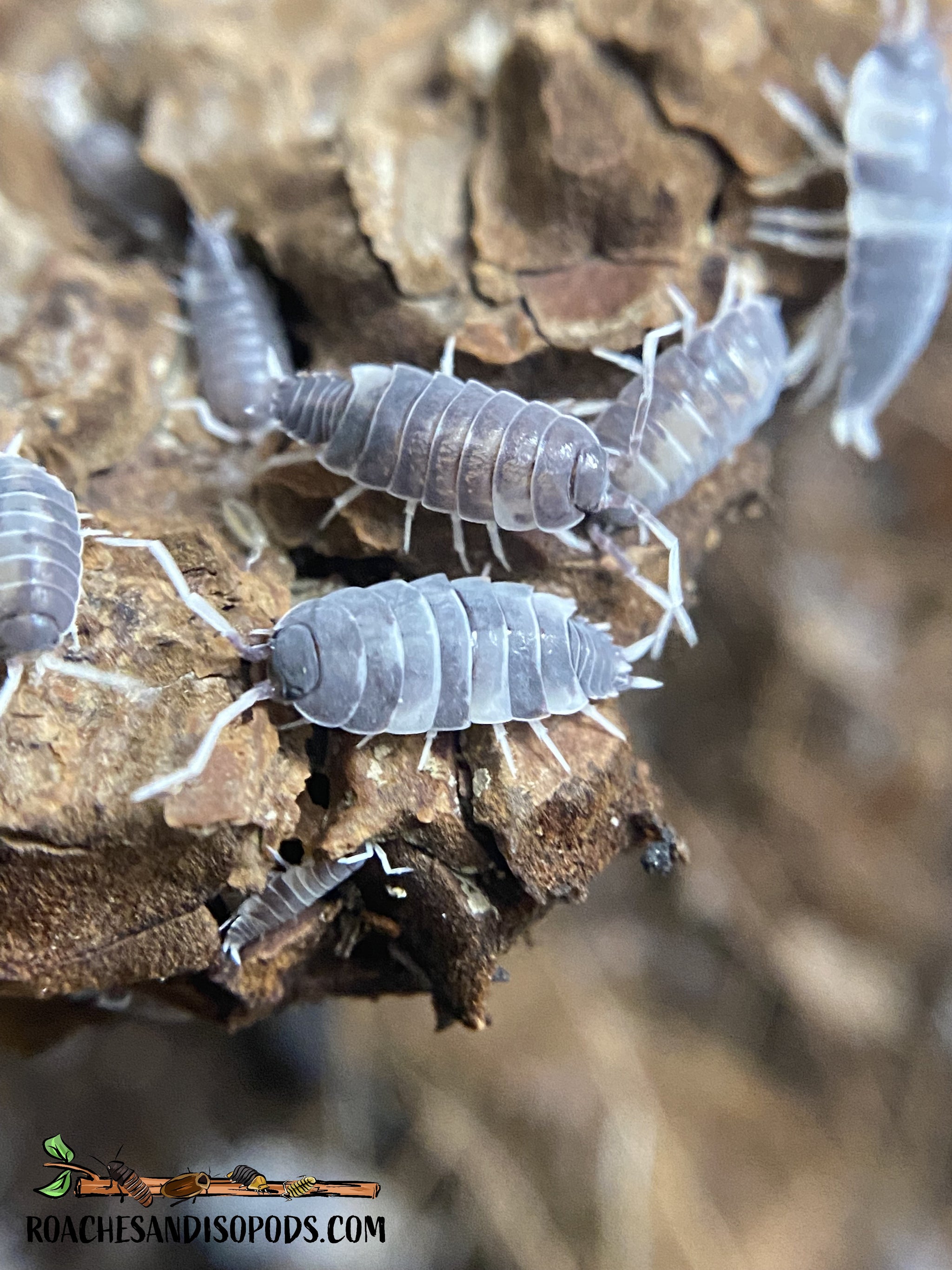 Porcellionides pruinosus 'Oreo Crumble' – ROACHESANDISOPODS.COM
