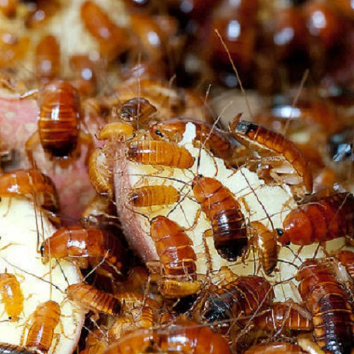 Dubia Roaches | Isopods | Other Roaches | Feeder Essentials | Inverts ...