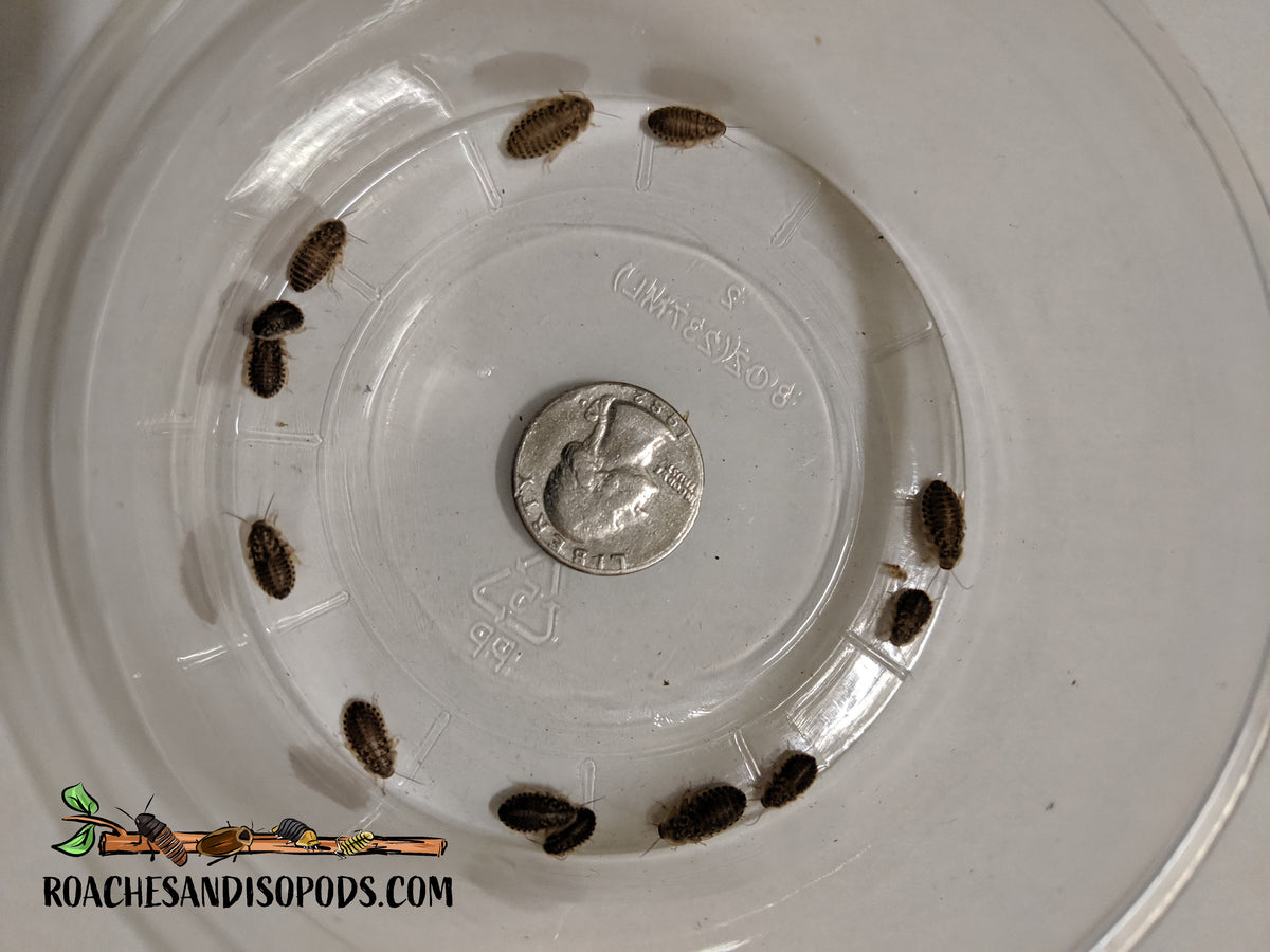 Dubia Roaches | Isopods | Other Roaches | Feeder Essentials | Inverts ...