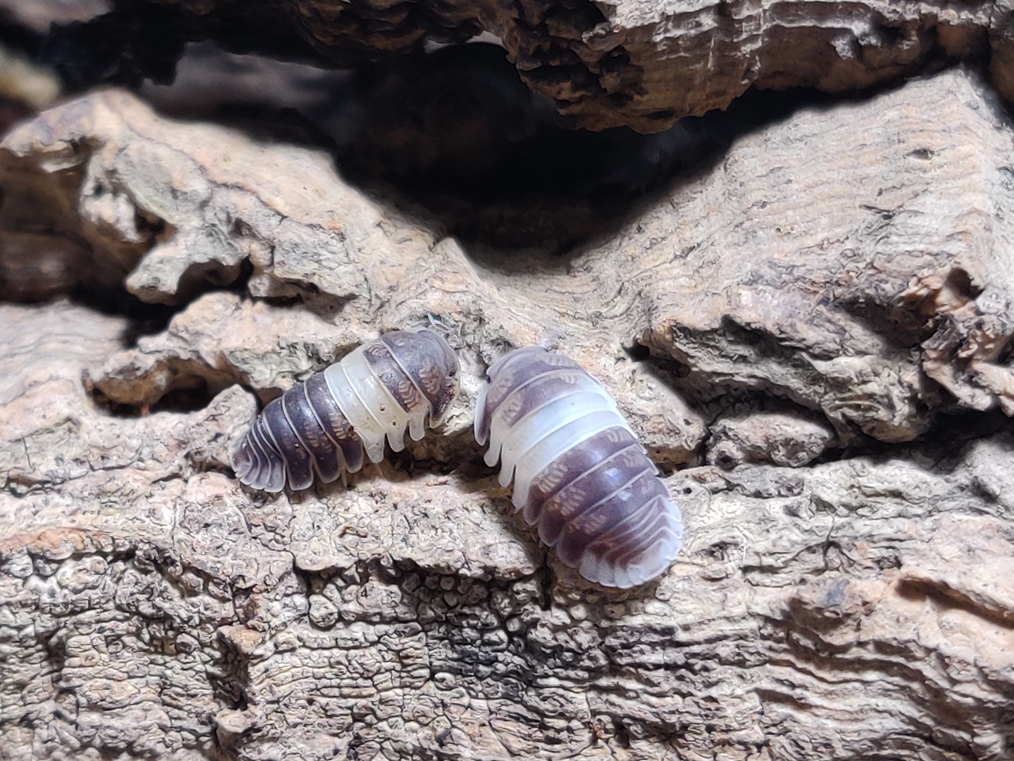 Cubaris sp 'Panda King' – ROACHESANDISOPODS.COM